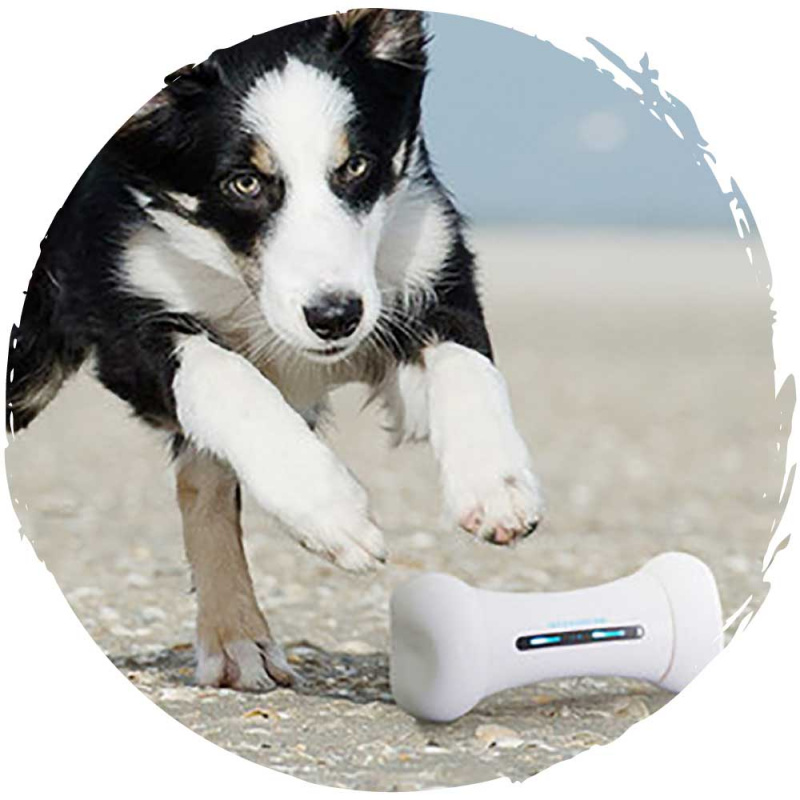 Cheerble Wickedbone 自動遙控電動狗狗玩具智能狗骨頭 - 毛孩物語Pets Thing｜香港寵物貓狗用品專門店